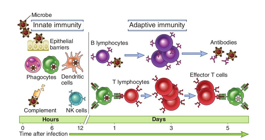 Biology Videos: Introduction to Immunology