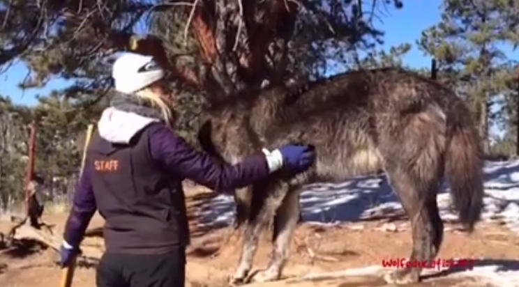 White Wolf : Huge Wolf Knows Just How To Ask For A Belly Rub