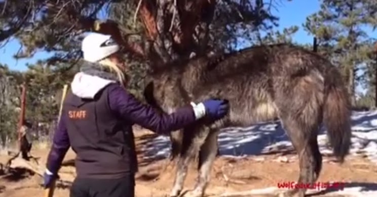 White Wolf : Huge Wolf Knows Just How To Ask For A Belly Rub