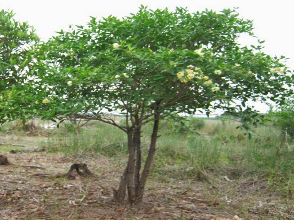 EKOSISTEM RAWA AIR TAWAR: ekosistem rawa air tawar