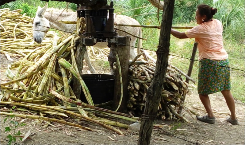 El cuexcomate: Elaboración de piloncillo tradicional en la Huasteca ...