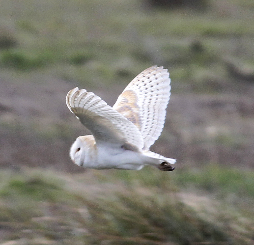 Another Bird Blog: More Owls