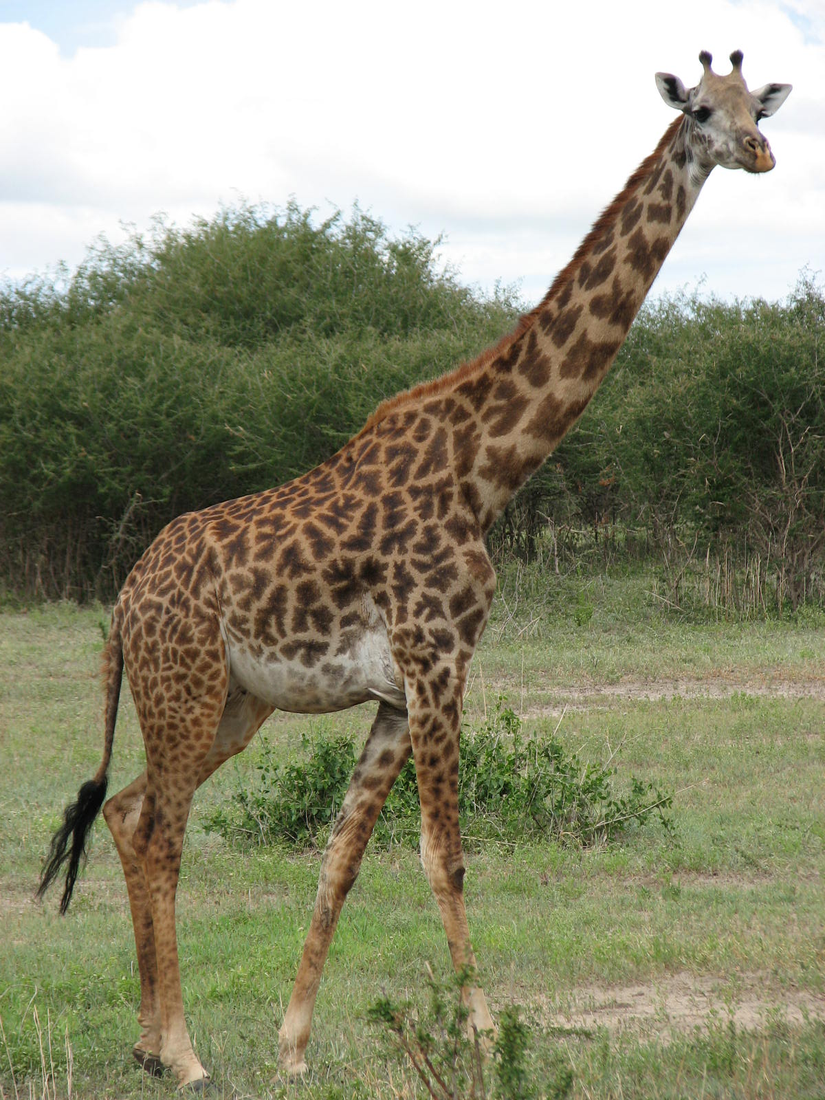 Encyclopedia: Giraffe