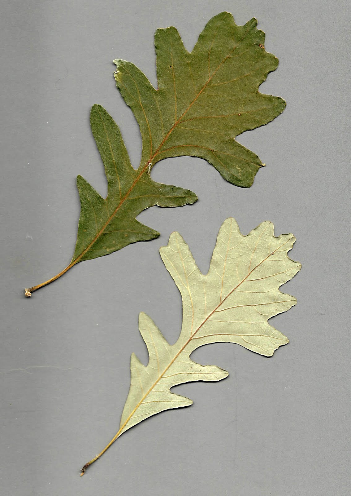 Indiana Plant A Day: Bur Oak