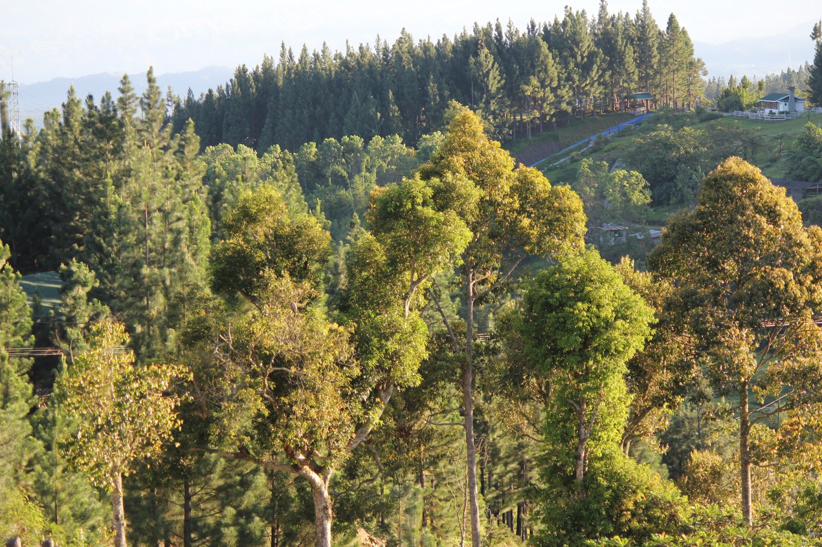 Stay, Stray, Play and Feast: Dahilayan: Fair Bukidnon Baguio in Memoriam