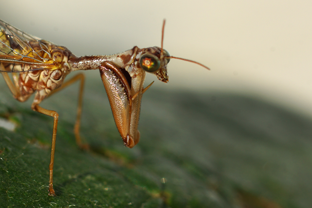 Photo Nature Lilliputienne (macrophotographies): Mantispa styriaca ...