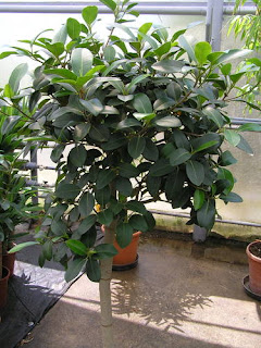 cu Prise in casa si gradina: Cum se ingrijeste si intretine ficusul