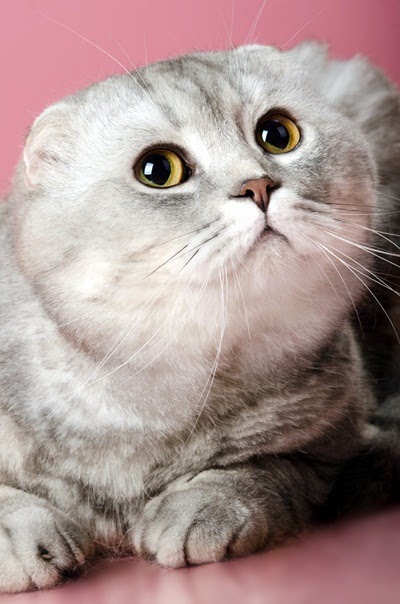 10 สายพันธุ์แมวยอดนิยมในไทย: แมวสก็อตติช โฟลด์