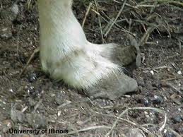 * El Ovejero *: Patologías Productivas Ovinas. Parte IV.