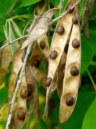 Le Douaire. Île de Vivre.: Tout sa voir sur le CYTISE, Faux ébénier ...