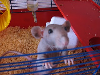 My World In Pictures: Dumbo Rats