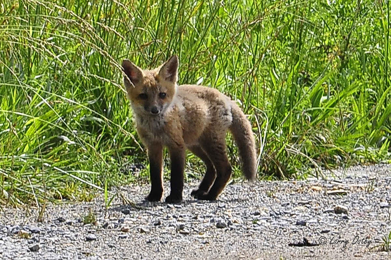 Larry Ostby's Wild Critters: A Red Fox Kit, Some Bees, A Fox Squirrel ...