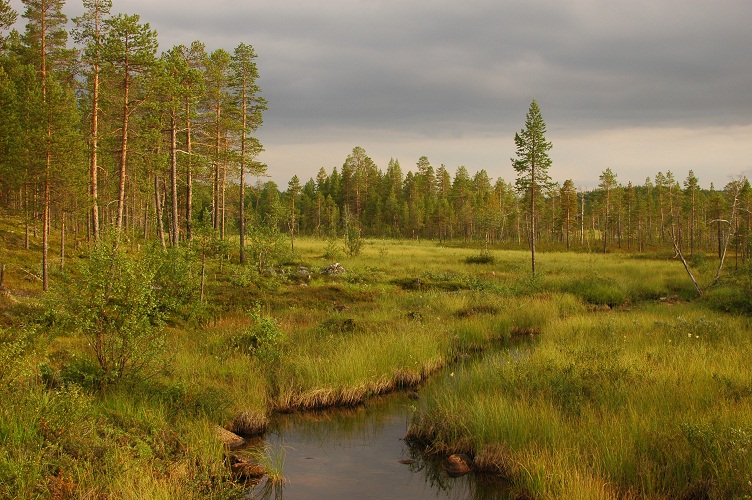 Cycling the World for Birds: Pasvik…there and back again