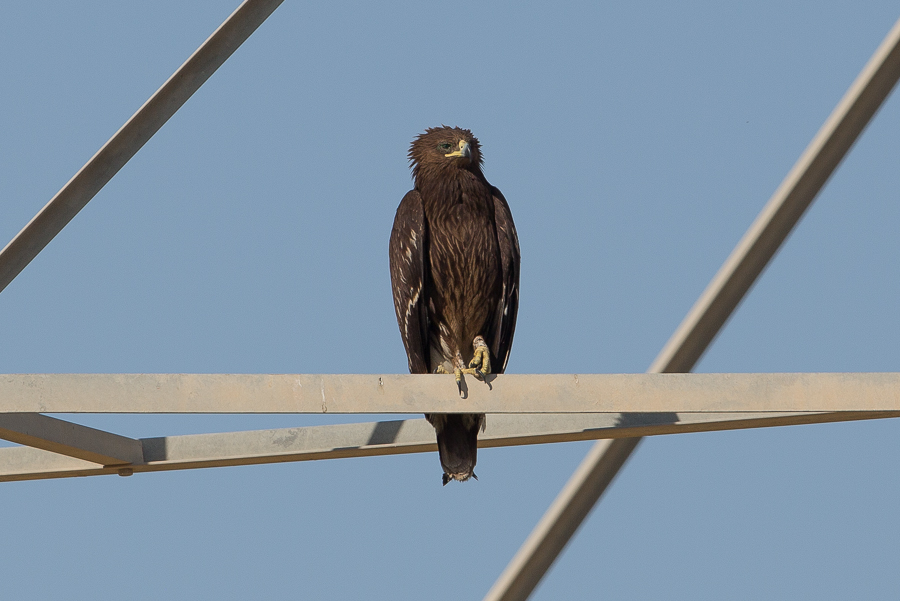 Birds of Saudi Arabia: Late Greater Spotted Eagle - Jubail