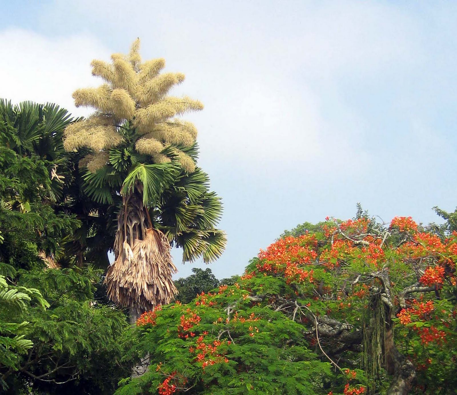 paradis express: Corypha umbraculifera