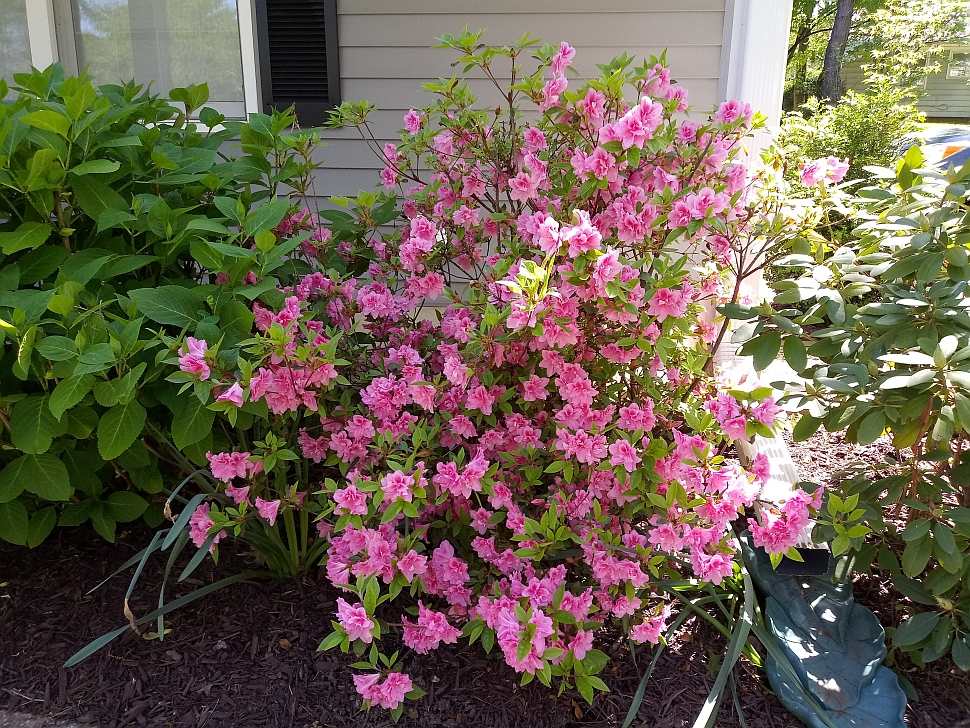 Future Plants by Randy Stewart: Encore Hybrid Azaleas