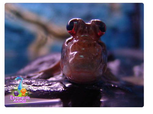 . Estampida Animal .: Peces del fango