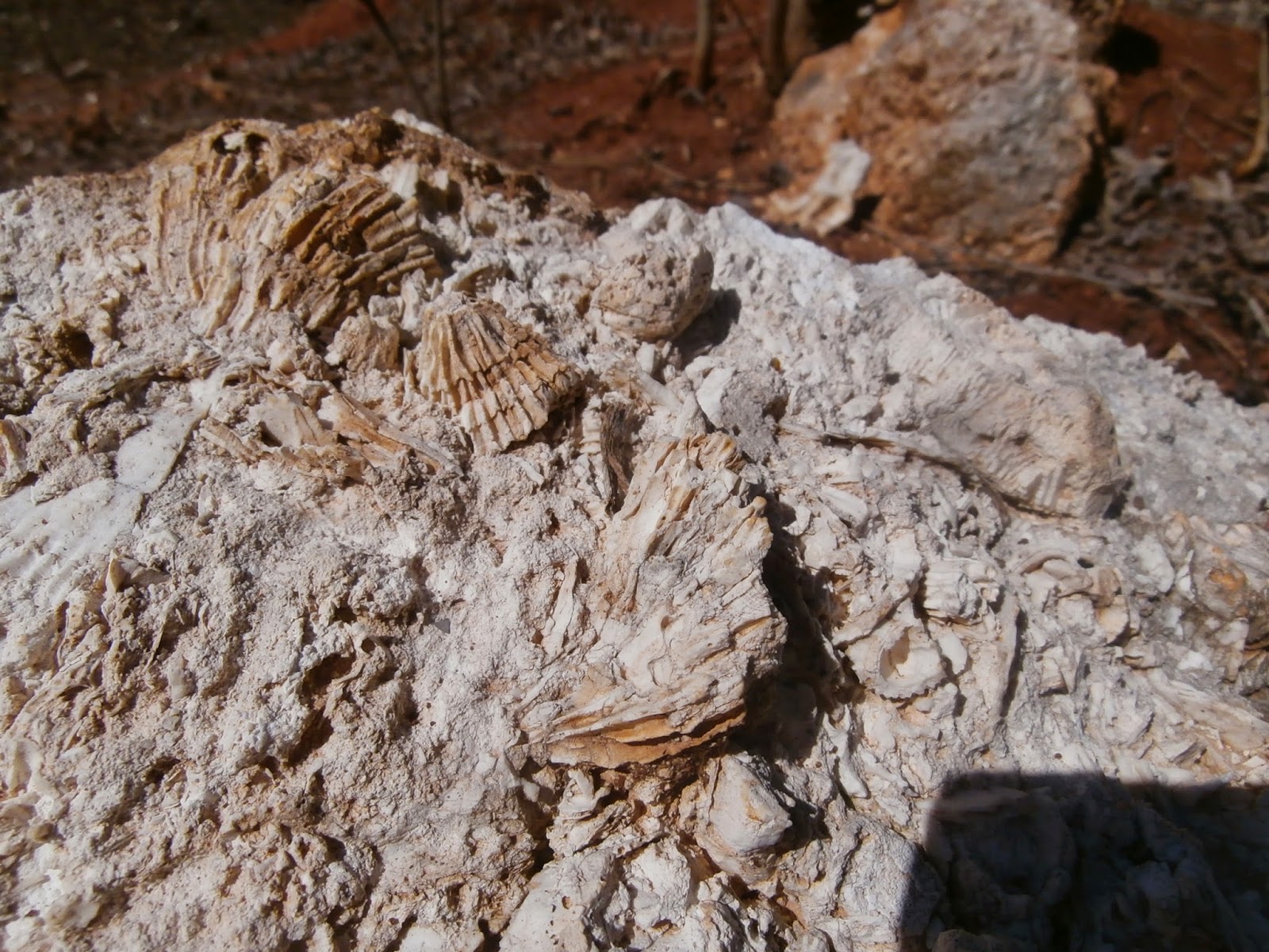 HERCEGOVINA-GEOARHEO: PALEONTOLOŠKI SPECIJAL) NA PL.TRTLI RAZOTKRIVENA ...