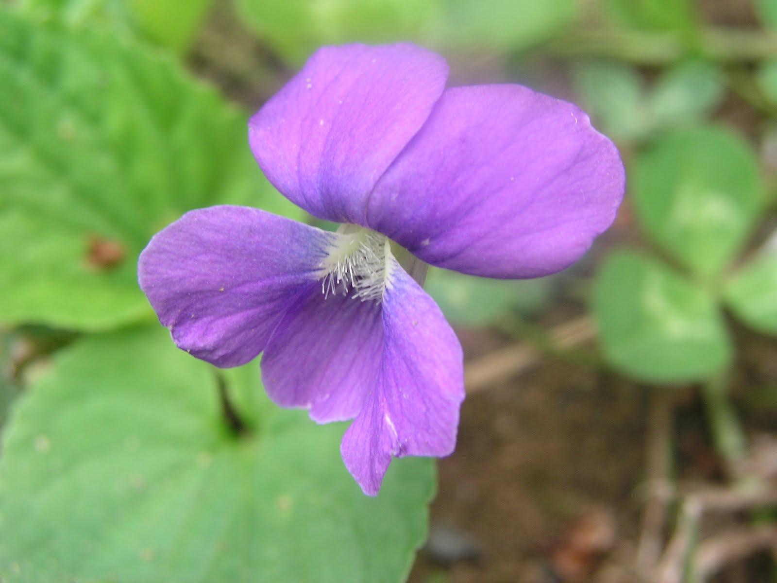 Birds, Butterflies, and Blossoms: A Nature Journal