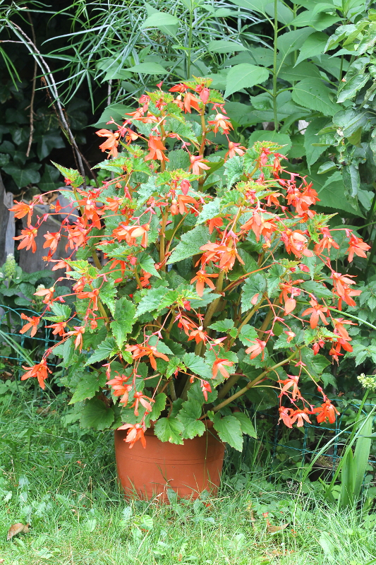 Всё о бегониях и не только...: Begonia boliviensis 'Bertini'