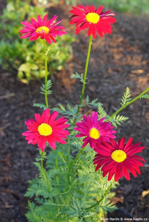 Future Plants by Randy Stewart: Tansy, Costmary & Painted Daisy
