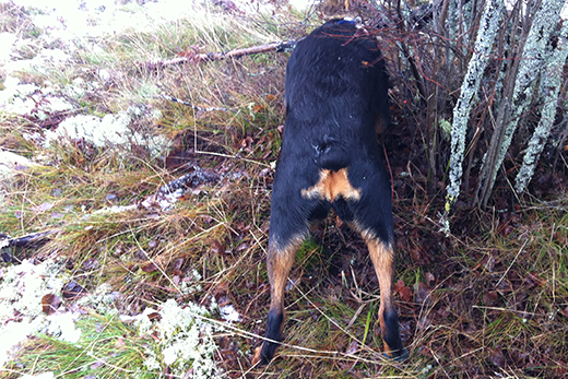 Cookie, The First Of The Great Hunting Rottweilers