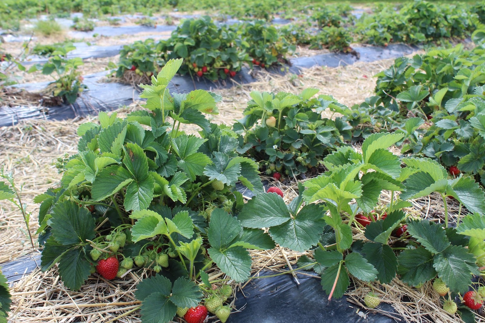 Strawberry Picking at Pickwell Farm | Alice Anne