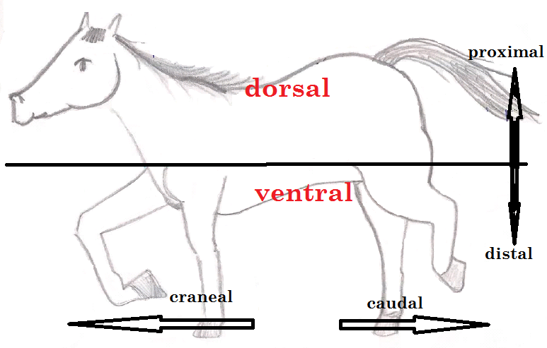 mundo animal: PLANOS ANATOMICOS DEL CABALLO