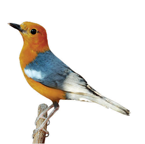 Mengenal Karakter Burung Anis Merah | kicaumania-bali