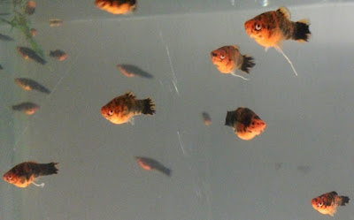 AQUARIUM BOUTIQUE: XIFO BERLINER