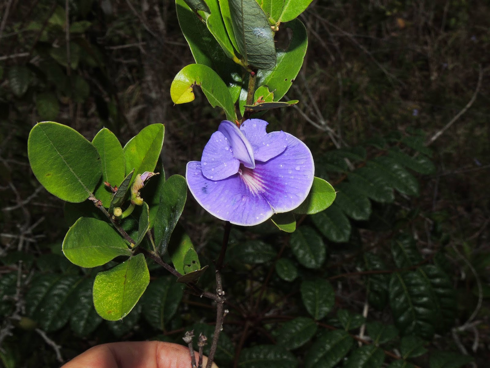 Fabaceae - Leguminosae no Brasil: Fabaceae - Periandra mediterranea ...
