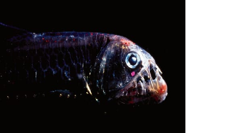L'incredibile visione a colori dei pesci abissali / The incredible ...