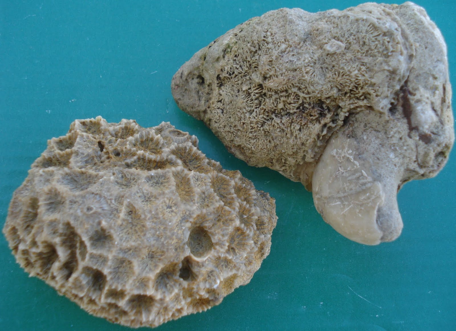 Fossil corals: Fossil corals: New pieces(1)