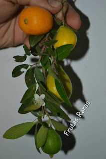 Eugenia pyriformis - Uvaia-piriforme, Uvaia, Uvalha, Uvalha-do-campo