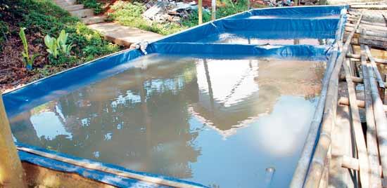 CARA BETERNAK BIBIT BELUT MEDAN SUMUT: Contoh Kolam Belut