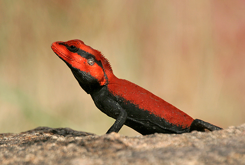 Real Monstrosities: Indian Rock Agama