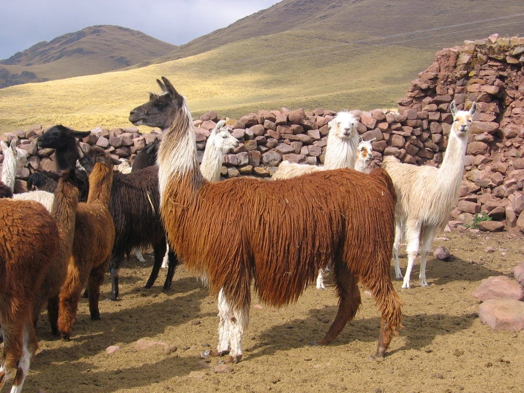 BOLIVIA... LO MEJOR QUE TENEMOS: LA LLAMA, EL ANIMAL QUE PUEDE VENCER ...