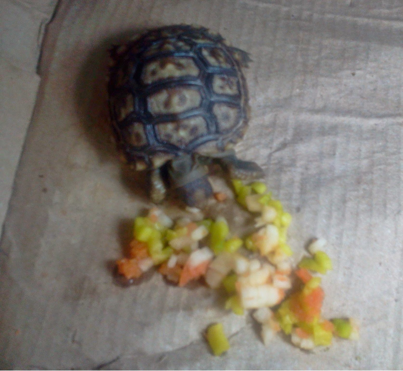 La vida de mi tortuga Solcito ♥: Alimentación