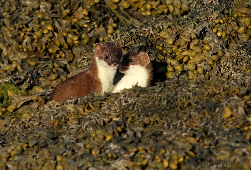 Andy Shepherd Wildlife Photography: Wonderful Stoats