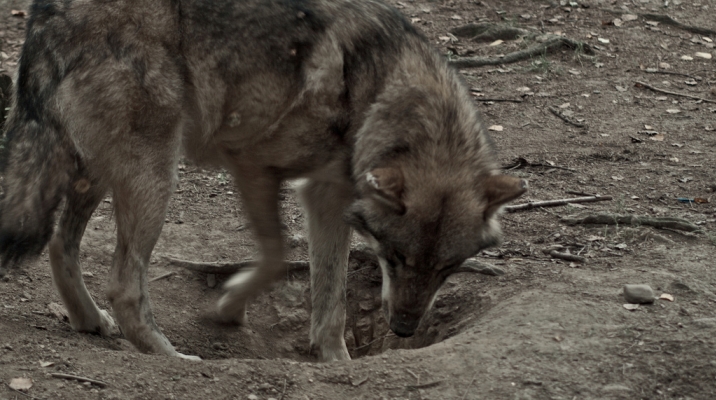 White Wolf : Female Mexican gray wolf enjoying her time digging a deep den for her puppies