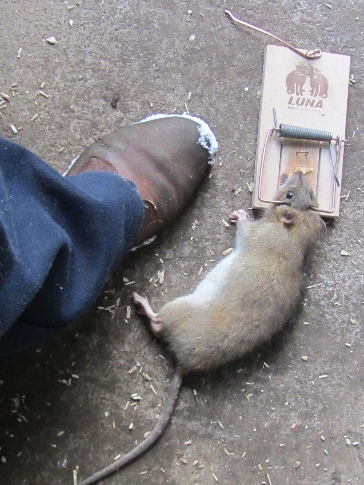 Jan Wilde een Tuin: GROTE MUIS