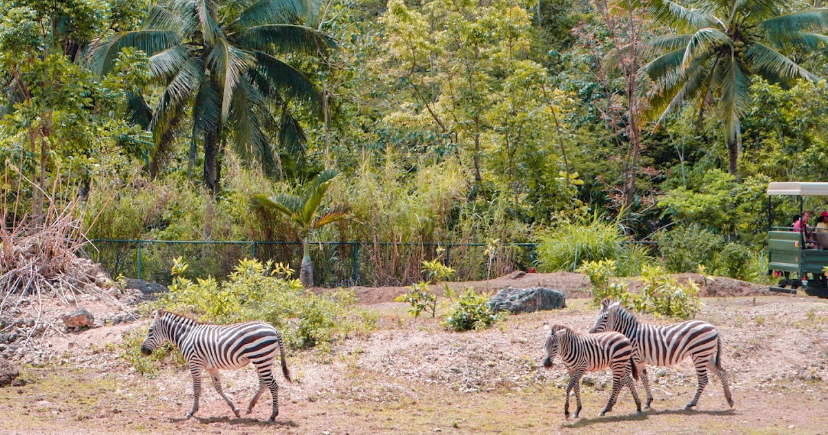 Zayn's first zoo experience - Off-Duty Mama - Cebu Mommy and Lifestyle ...