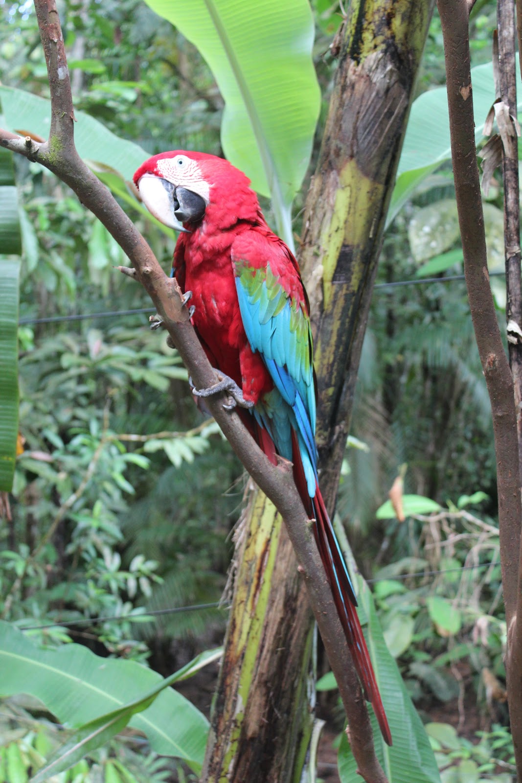 Récits de Guyane: Quelques Aras en Guyane et au Bresil / Los Aras de ...