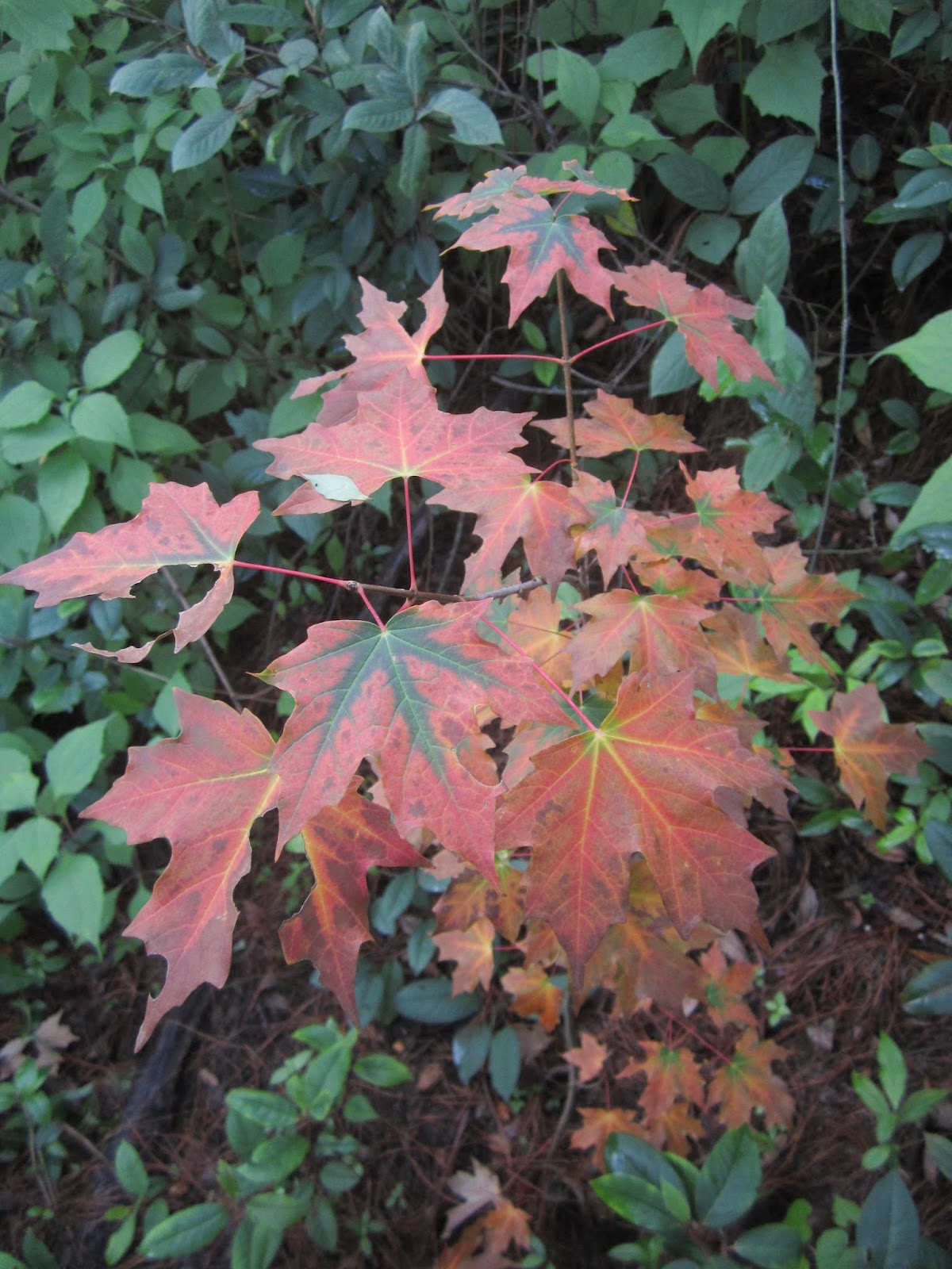 Los árboles: Maple (Arce) Canadiense