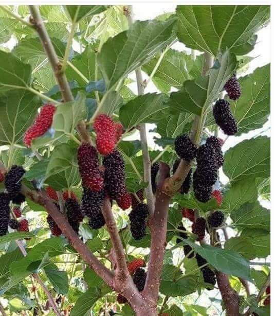 Khasiat Pokok Malberi