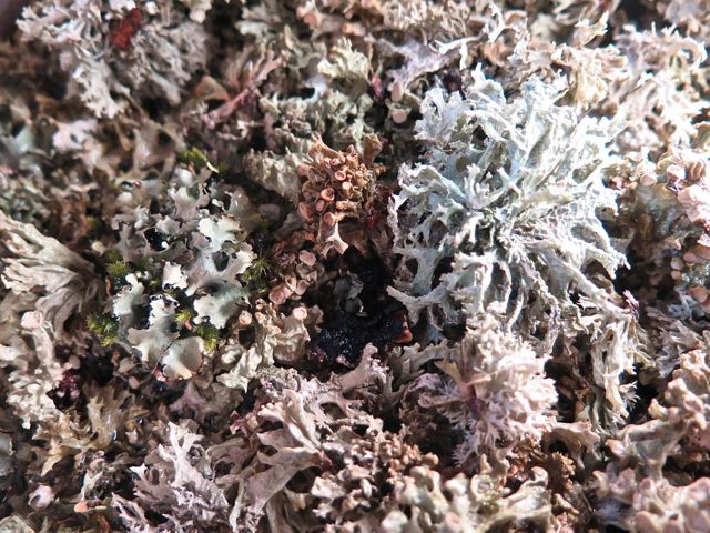 Dyeing to Spin: Dyeing with Lichen