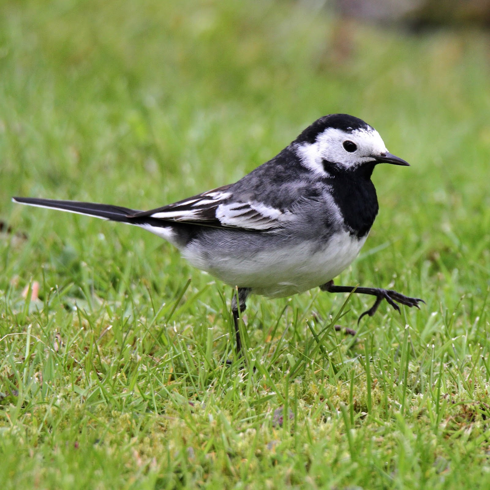 TrogTrogBlog: Bird of the week - Pied wagtail