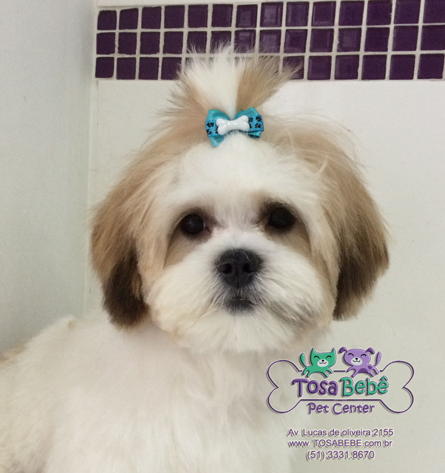 TOSA BEBÊ - TOSA VERÃO - TOSA TESOURA -TOSA PORTO ALEGRE: LHASA APSO 6 ...