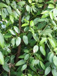 Jom Lihat Rupa Pokok Kayu Manis ~ Kau Tahu Tak??