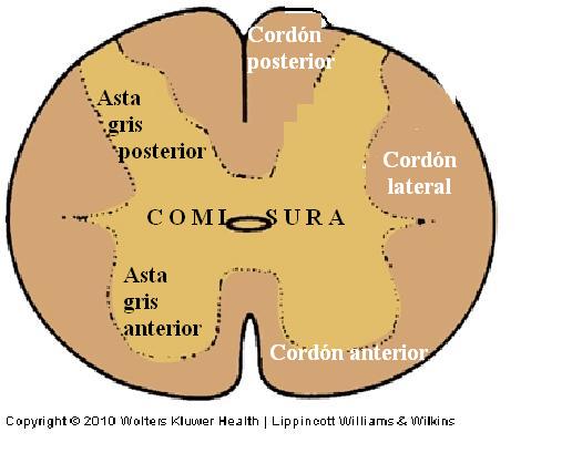 SISTEMA NERVIOSO (BIOMECANICA-FISIOLOGIA-MORFOLOGIA)